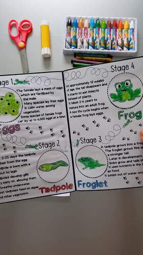 Frog Life Cycle Craft Spring Science - Life Cycle of a Frog Sequencing ...