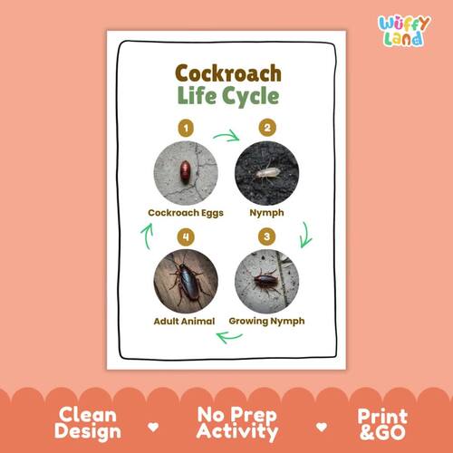 Cockroach Life Cycle Chart & Cut and Paste Activity | Insect Biology ...