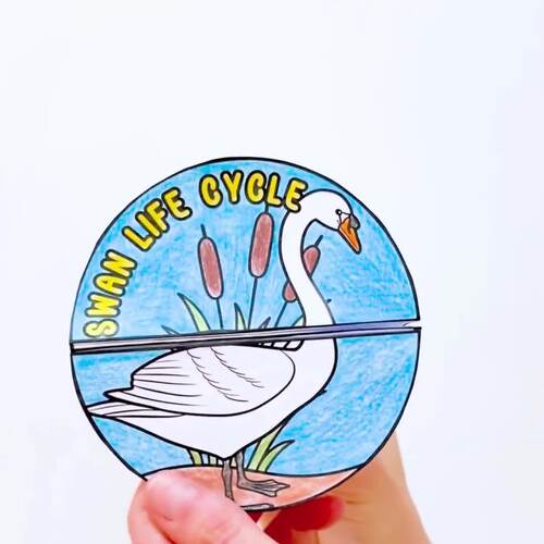 Mute swan bird life cycle cut and paste science sequencing craft activity