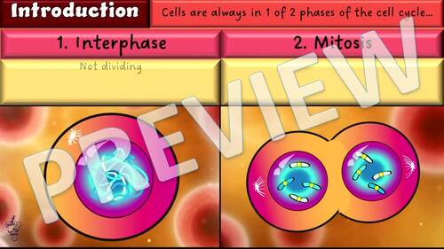 Mitosis Lesson Bundle (PowerPoint Slideshow, Guided Notes, Modeling ...