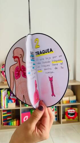 El Sistema Respiratorio | Actividad Cuerpo Humano | Spanish Respiratory ...
