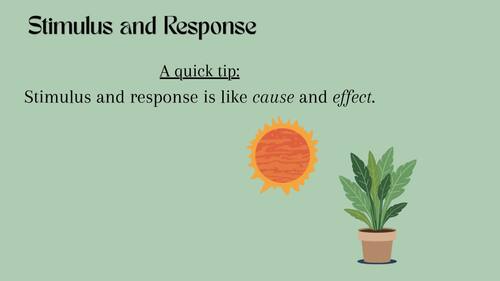 Stimulus and Response Lesson Slideshow | Editable Canva Template