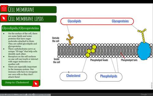 Cell Membrane Interactive Diagram by Science With Mrs Lau | TPT
