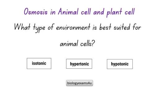 Osmosis in Animal and Plant Cell Animated PowerPoint Presentation