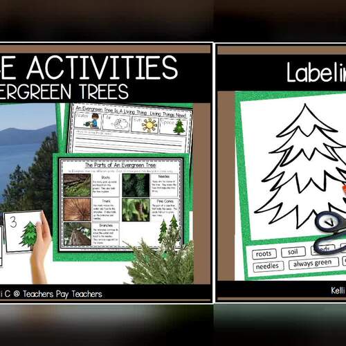 Evergreen Tree Science Activities Mini Unit Winter Christmas 1st 2nd