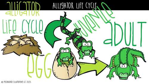 Alligator clip art, Life Cycle clip art, Amphibian clip art Mini