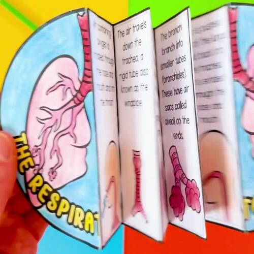 Circulatory and respiratory systems human body cut and paste activities