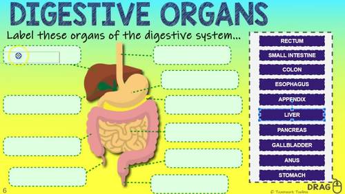 DIGESTIVE SYSTEM ~Digital Resource for Google Slides~ ANATOMY | TPT