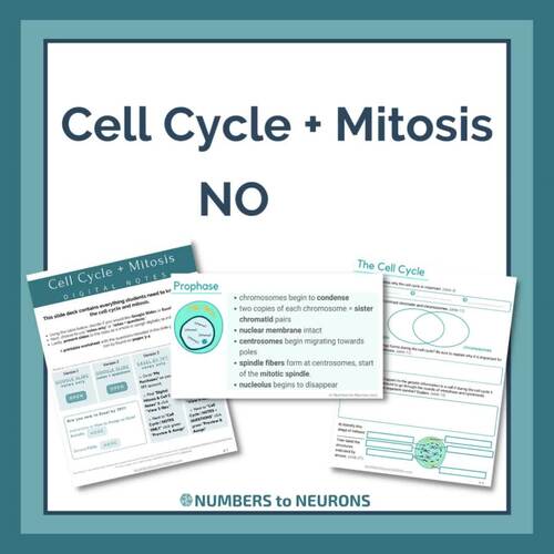 Digital Mitosis & Cell Division Notes by Numbers to Neurons | TPT