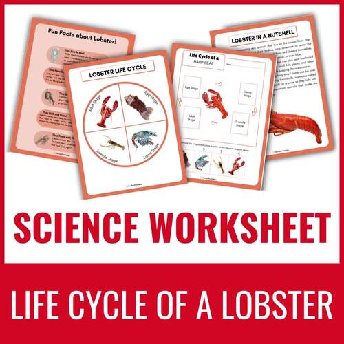Life Cycle of a Lobster Worksheet | Ocean Animal Unit Study With Fun Facts!