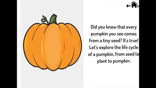 Pumpkin Life Cycle Boom Cards™ - Language Activities by Pear Tree Speech