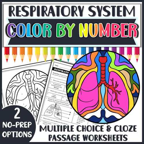 Respiratory System Color by Number | Human Body System Review Worksheet ...