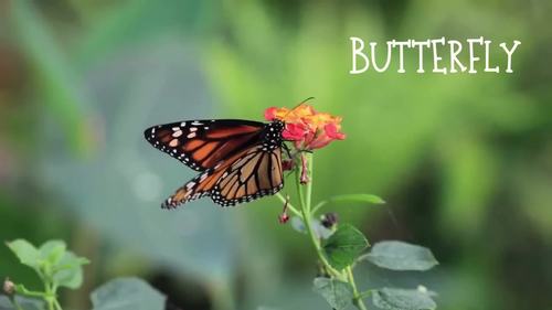 K-2 Music Virtual Nature Walk ♪ Rhythm Bundle by CoffeeSingTeachRepeat