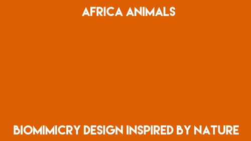 African Animals Project | Biomimicry Design Activities | Nonfiction ...