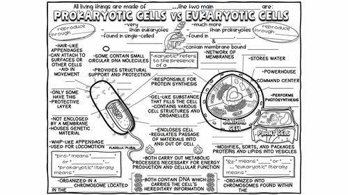 Prokaryotic vs Eukaryotic Cells Doodle Notes & Quizzes + PowerPoint ...