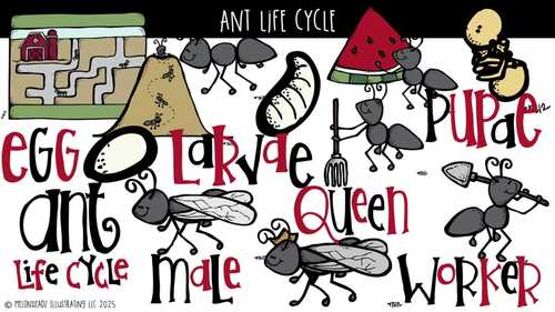 Ant Life Cycle clip art, Ant Farm clip art Combo Pack by Melonheadz Clipart