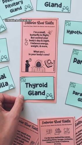 Endocrine System Riddles Glands & Hormones by MsBioArtTeacher | TPT