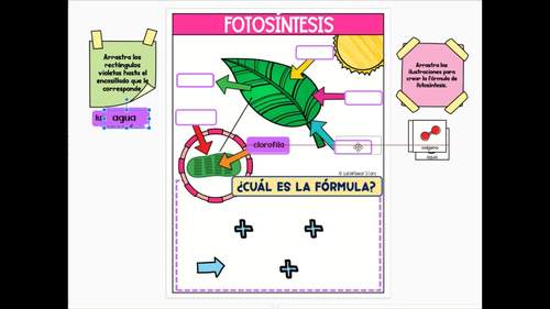 Fotosíntesis Libreta Interactiva by Latinflower Lessons | TPT