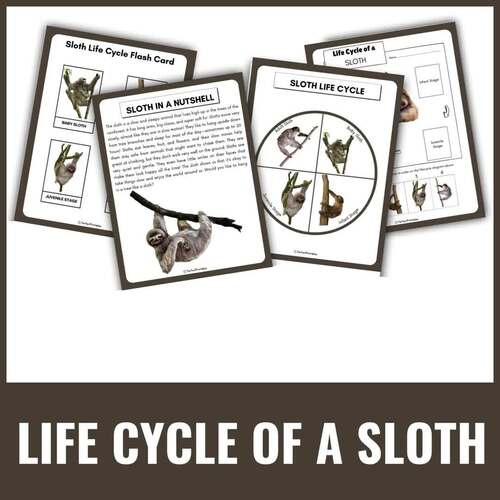 Life Cycle of a Sloth Worksheet | Animal/Mammals Unit Study With Fun Facts!
