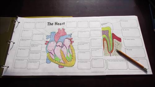 Anatomy Big Foldables Bundle for Interactive Notebooks or Binders