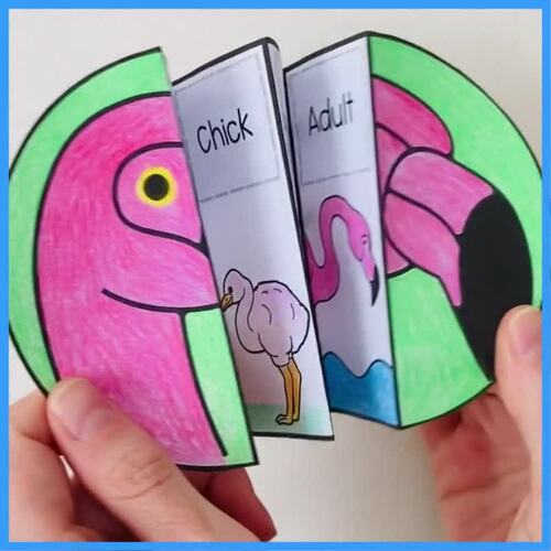 Life cycle of a flamingo bird sequence and fold activity cut and paste ...
