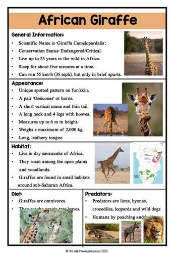 African Giraffe Information Texts | Diagrams | Paragraph Writing | Art Task