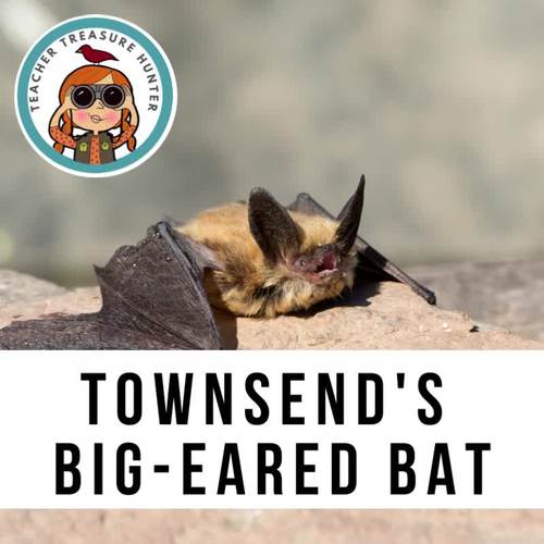 Townsend's Big-eared Bat information page for desert animal research