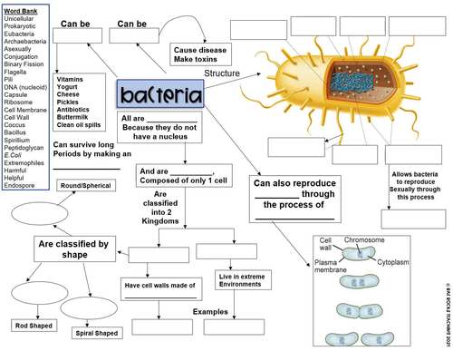 Taxonomy in Biology by Rae Rocks Teaching | Teachers Pay Teachers