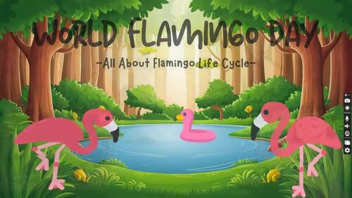 World Flamingo Day,All about Flamingo Life Cycle PowerPoint Lesson for ...