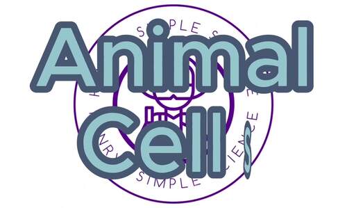 Cells and Organisation - 4 lesson bundle - low ability/special ed/SEND