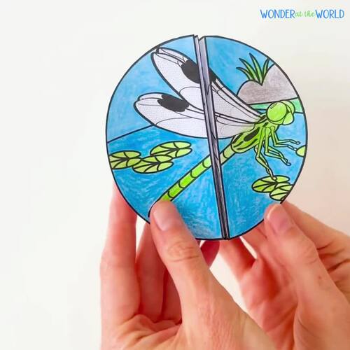 Dragonfly insect life cycle sequence and fold science activity cut and ...