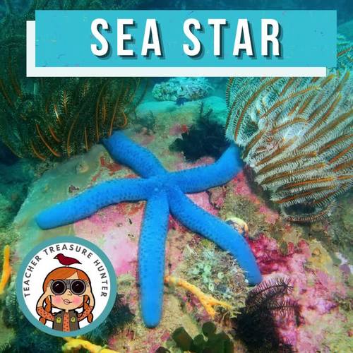 SEA STAR Ocean Research and Reading Pages Writing Animal Reports STARFISH