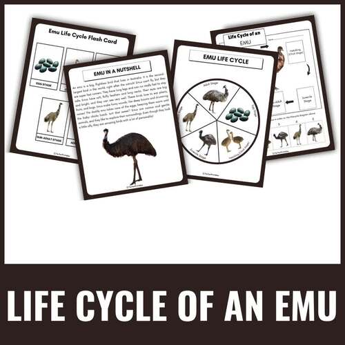 Life cycle of an Emu | Australian Bird science unit study with fun facts!