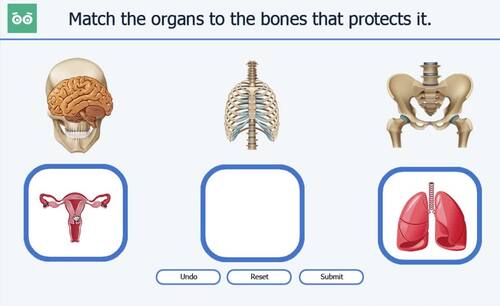 Skeleton and Muscles Interactive Science Lesson and Self-grading Activities