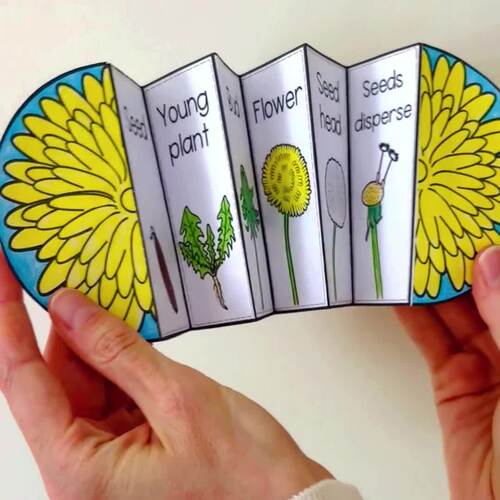 Life cycle of a dandelion plant flower sequence and fold activity cut ...