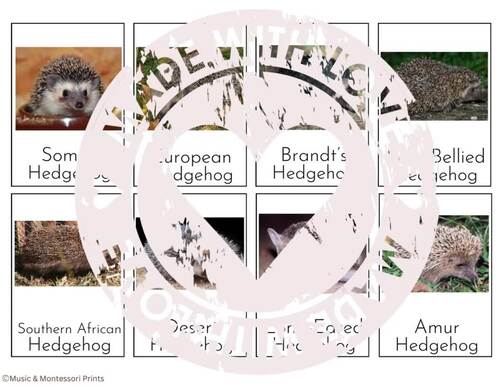 Hedgehogs/Montessori Cards/Parts+Life Cycle Of A Hedgie/Craft/Math ...