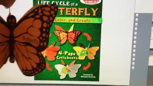 LIFE CYCLE OF A BUTTERFLY Activity -- Buy the BUNDLE and Save! by ...