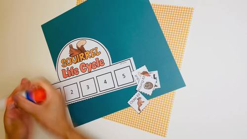 Squirrel Life Cycle | All about Squirrels | Fall Animals | Fall Science ...