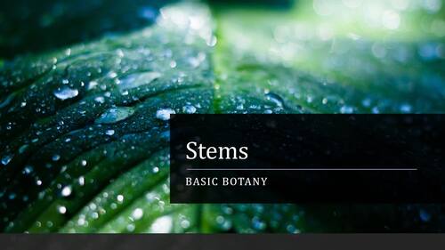 Plant Basics Lecture 1 PowerPoint by Quick Science Stuff | TPT