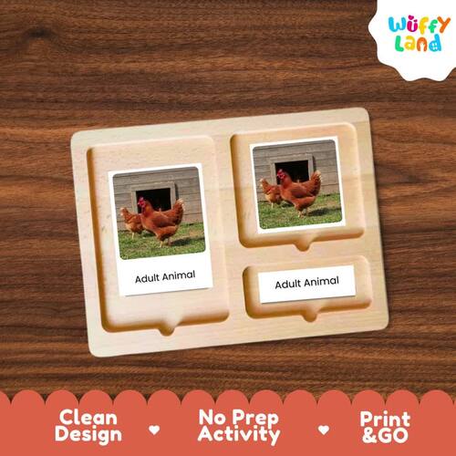 Chicken Life Cycle Montessori 3-Part Cards - Science Zoology Flashcards