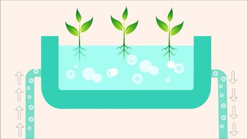 Aquaponics: Fish Farming | Video Lesson, Handout, Worksheets | Environment