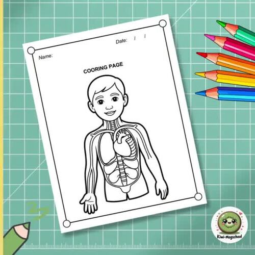 Thoracic Cavity Anatomy Labeling Diagram Worksheets | Heart & Lungs Organs