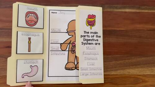 Digestive System Lapbook Human Body Digestive System Activity | TPT
