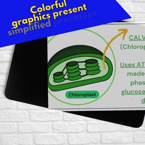 Photosynthesis and Cellular respiration worksheets, notes, PPT 9th ...