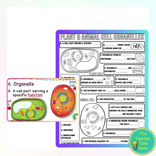 Plant and Animal Cell Organelles Notes & Slides Coloring Activity Worksheet