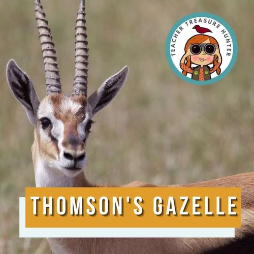 Thomson's gazelle African animals research pages informational article
