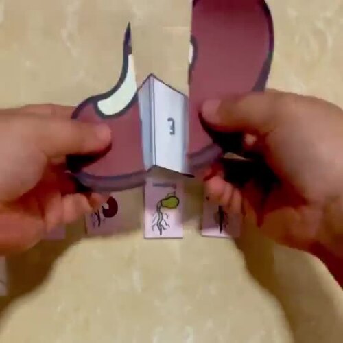 Life Cycle of a Bean Tomato Carrot Plant Craft Activity Spring Summer ...