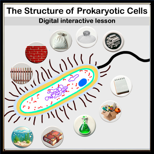 Prokaryotic Cells: Bacteria, Archaea & Structure – Interactive Biology ...