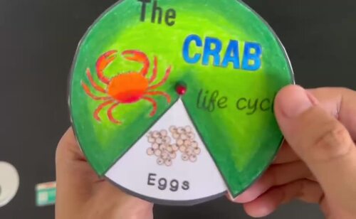 Crab Life Cycle Activities – Flipbook, Worksheets, Spinner, Puzzles & More!