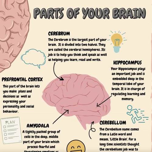 My Brain DIGITAL Print poster, brain anatomy, Children Classroom ...